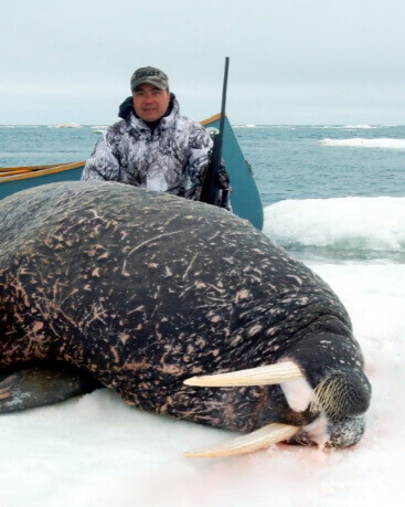 Nunavut, Canada Walrus Hunt
