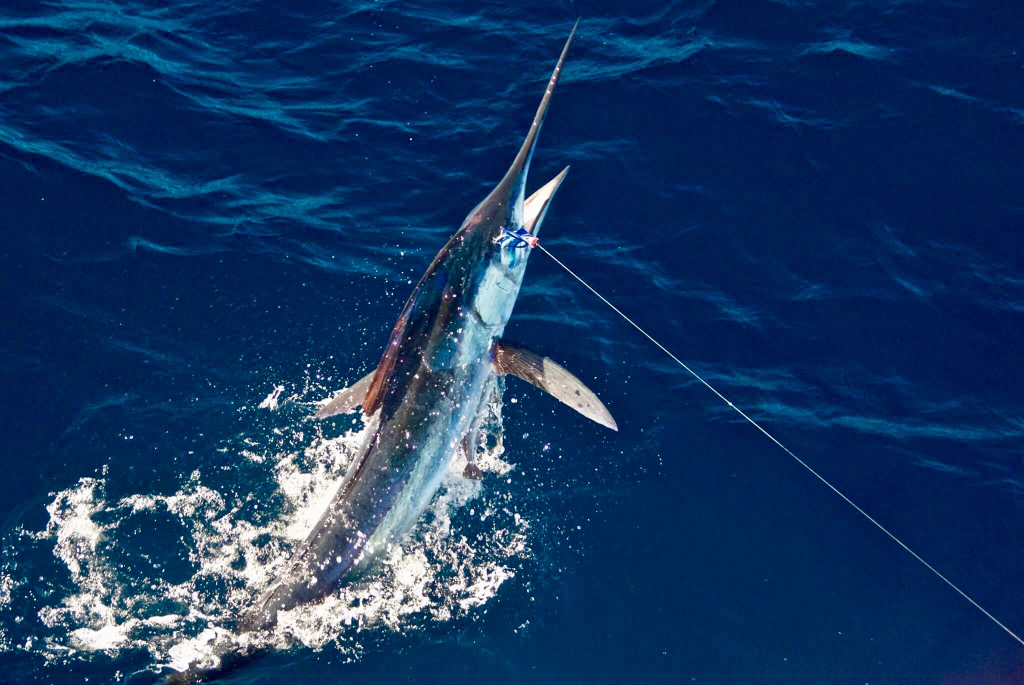 Offshore Fishing’s New Hot Spot - Worldwide Trophy Adventures