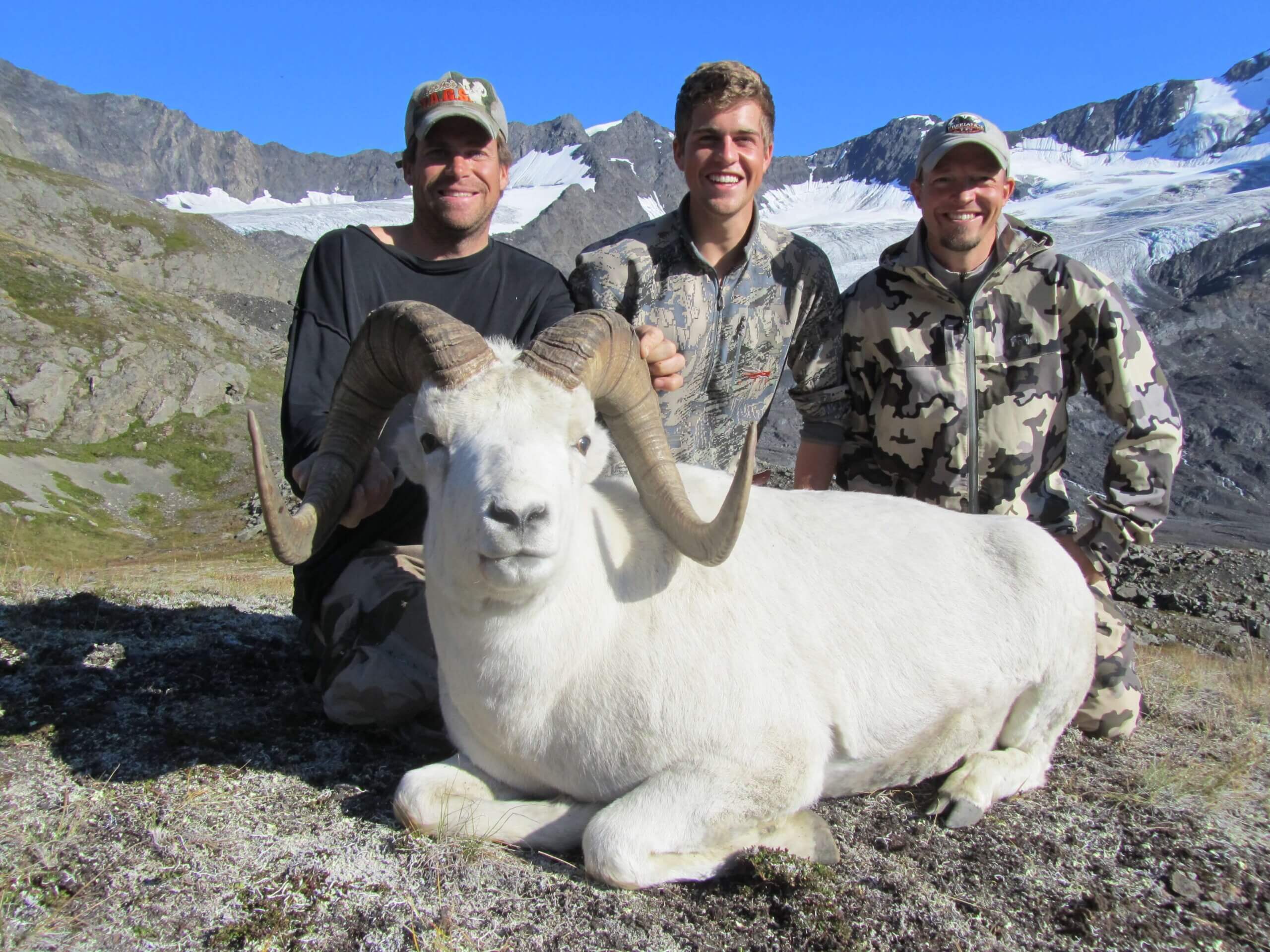 Alaska Dall Sheep - To Apply, or Not to Apply? - Worldwide Trophy ...
