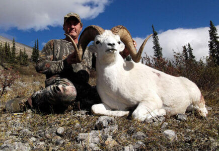 Sheep Hunting Trips - Rocky Mountain, Desert Bighorn, Dall, & Stone Hunts