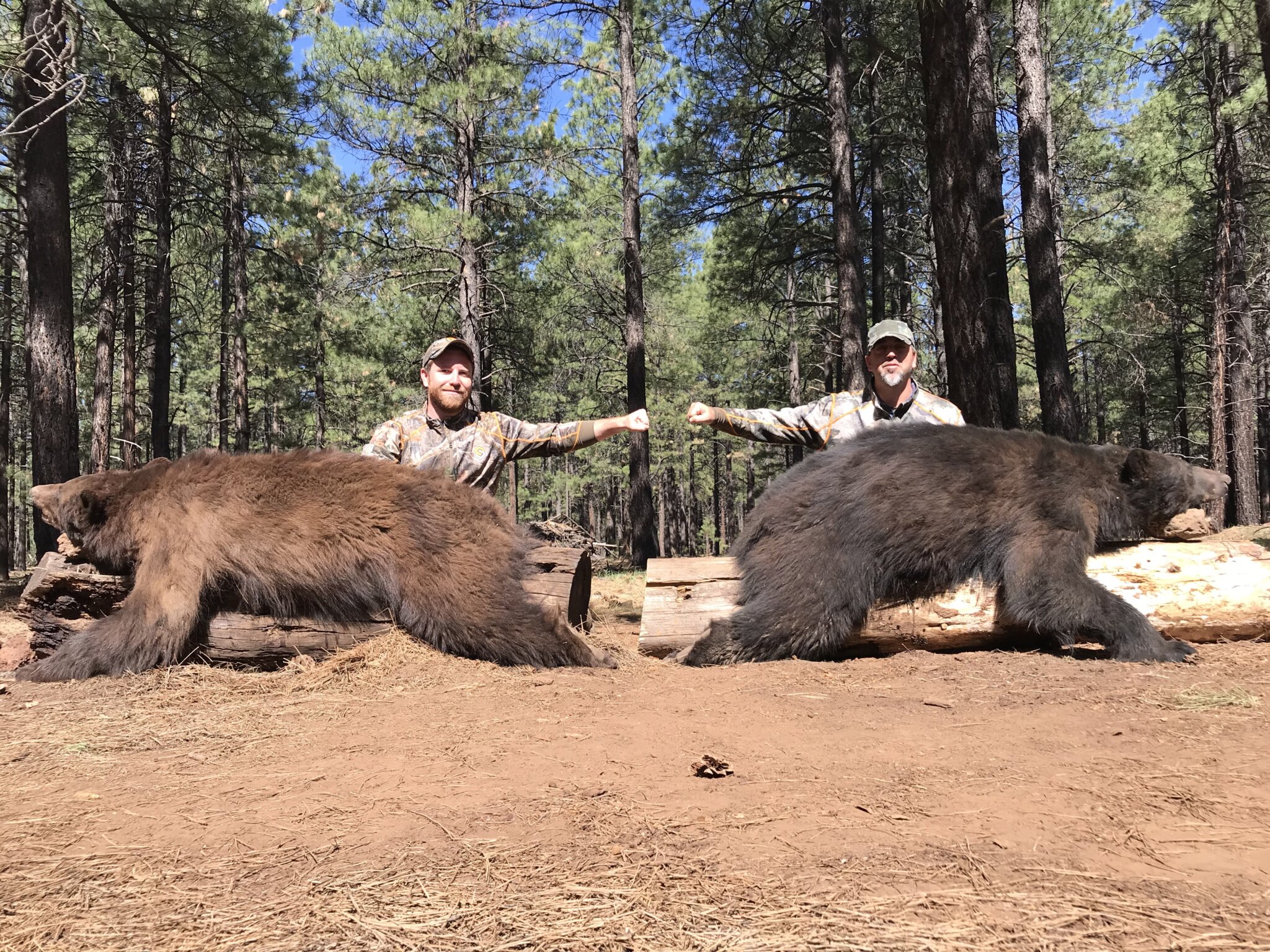 Arizona White Mountain Apache Black Bear Hunting Guide