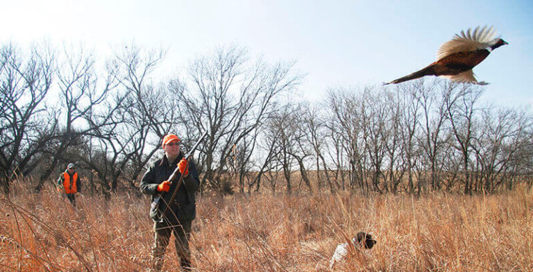 Pheasant Hunting in Kansas -Premier Outfitter