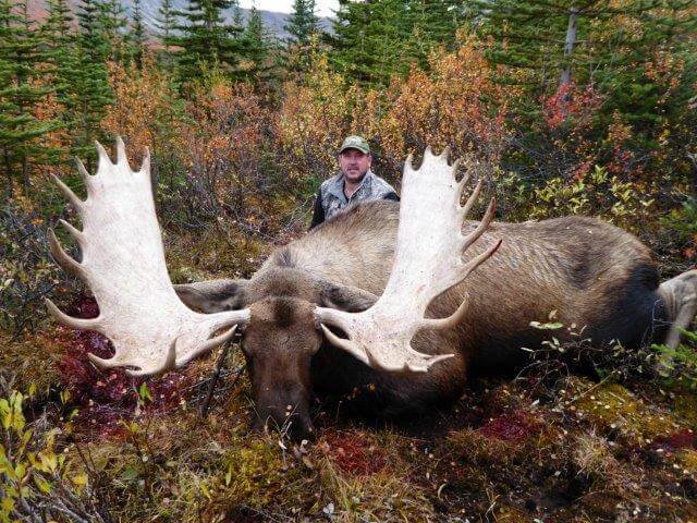 British Columbia Trophy Moose
