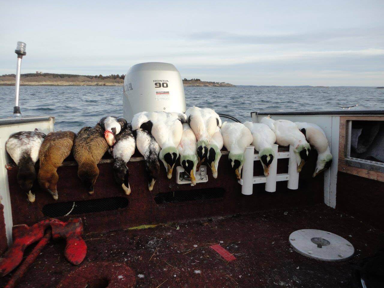 Maine Trophy Sea Duck Hunting