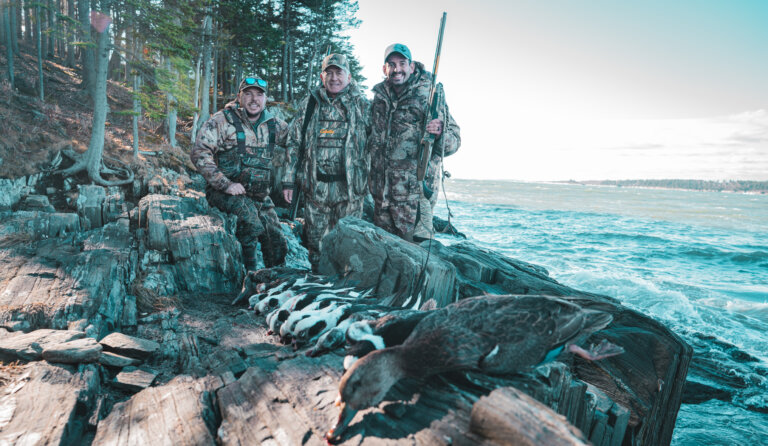 Maine Trophy Sea Duck Hunting