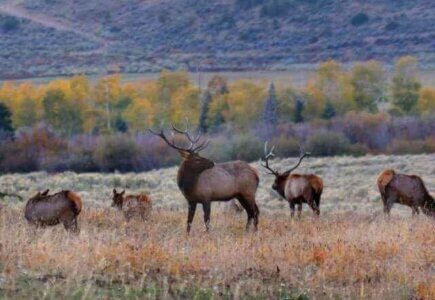 Big Game Hunting Trips - Worldwide Trophy Adventures