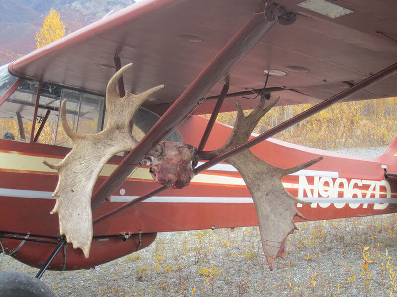 Trophy Horseback Moose Hunt in the Alaska Range