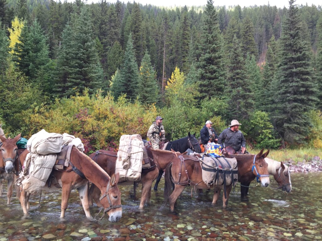 WTA TAGS in These Trying Times - Worldwide Trophy Adventures