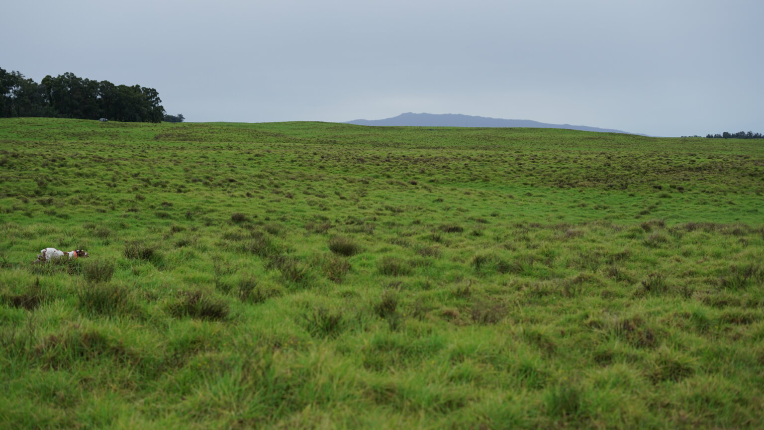 Hunting Hawaii’s Big Island - The Journey Within, A Bird Hunter's Diary ...