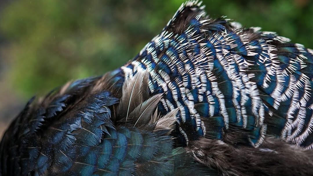 Hunting Hawaii’s Big Island - The Journey Within, A Bird Hunter's Diary ...