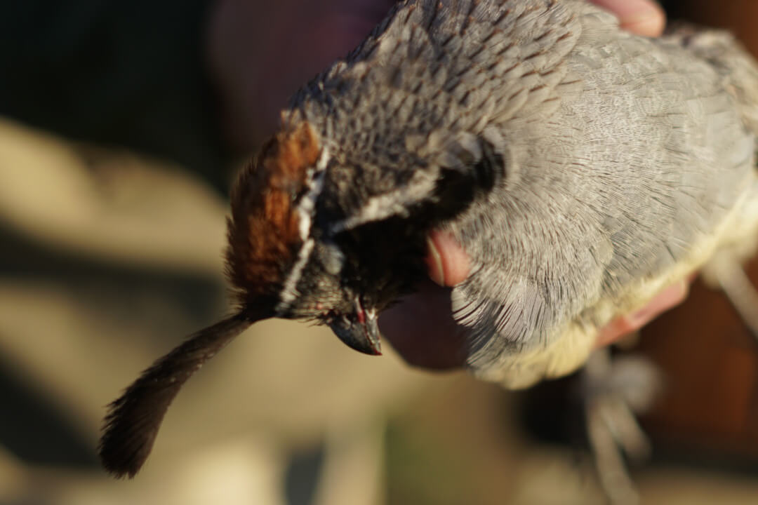 Quail Hunting in Sonora Mexico - The Journey Within, A Bird Hunter’s ...