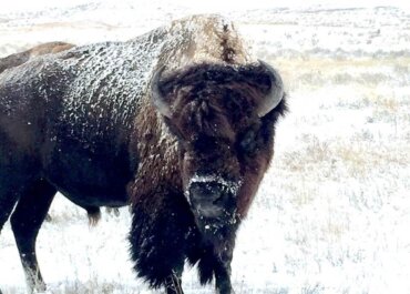 Free Range Bison Hunting In Wyoming - Worldwide Trophy Adventures
