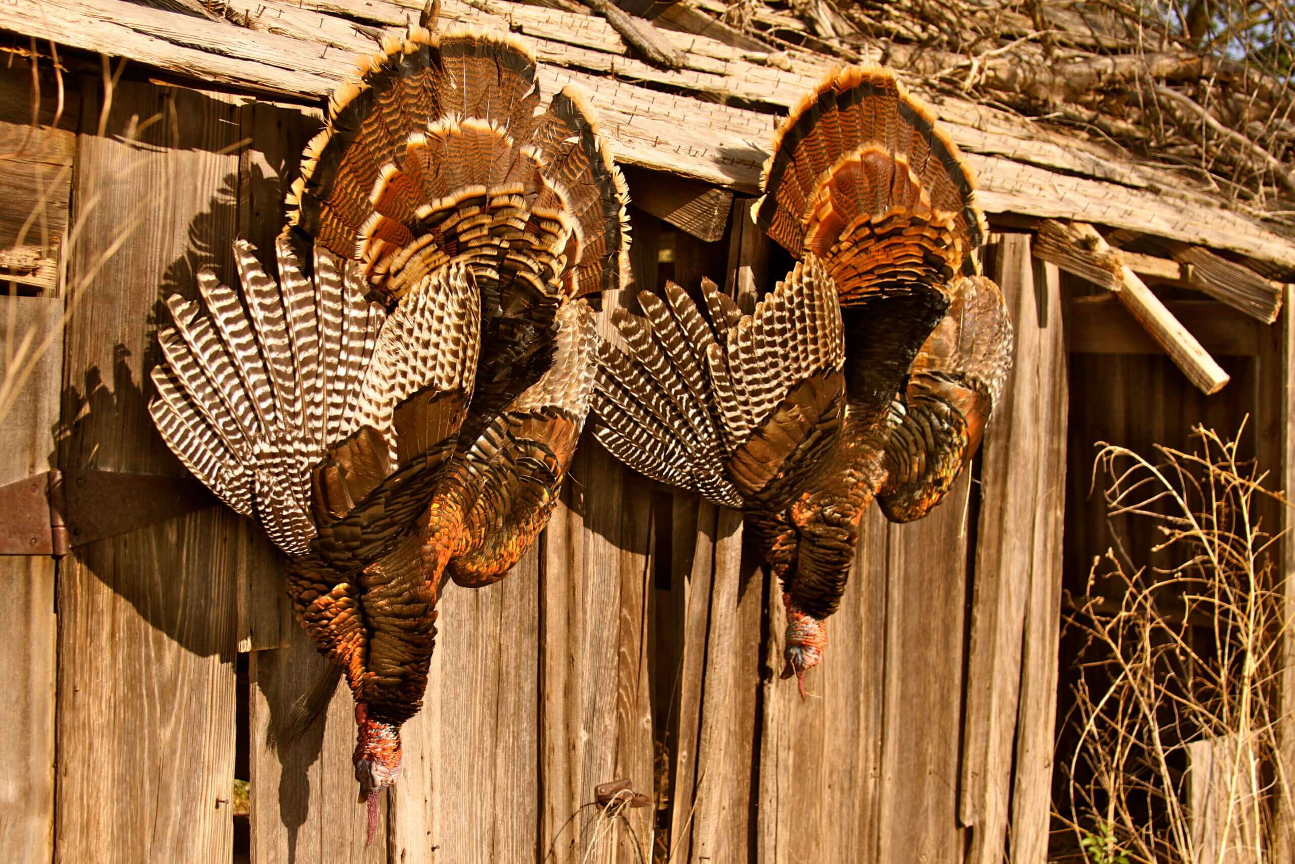 The Heyday Of Turkey Hunting - Worldwide Trophy Adventures