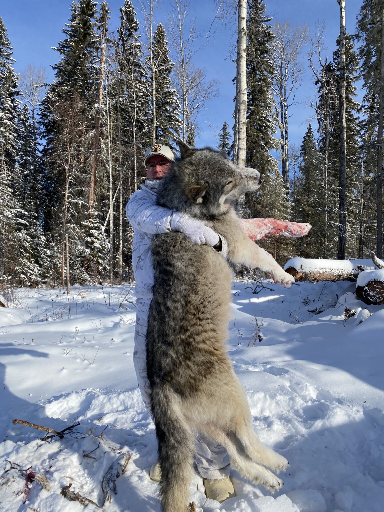 Baited Wolf Hunts in Alberta - Worldwide Trophy Adventures