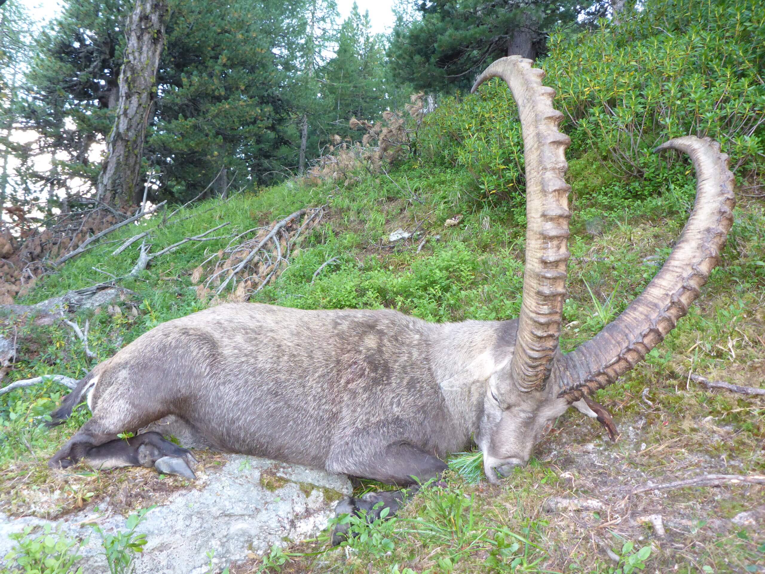 Alpine Ibex Hunting- WTA Exclusive Area - Worldwide Trophy Adventures
