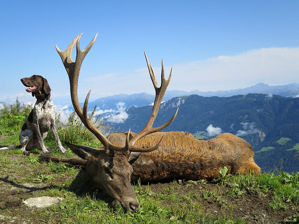 Hunting in the Alps - Worldwide Trophy Adventures