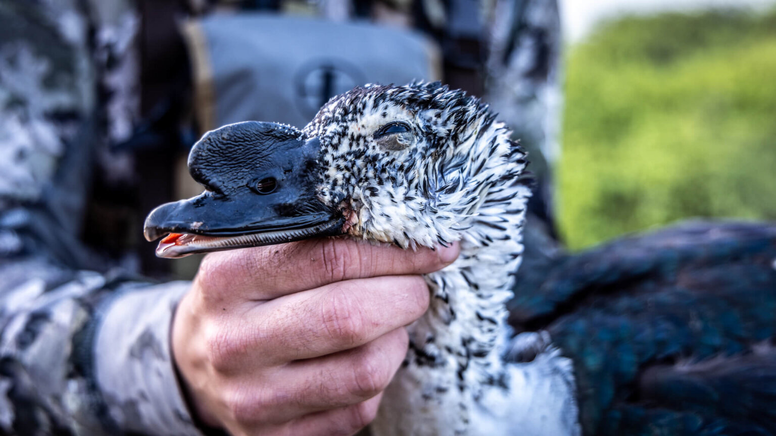 Pesky, Tough Birds - Worldwide Trophy Adventures