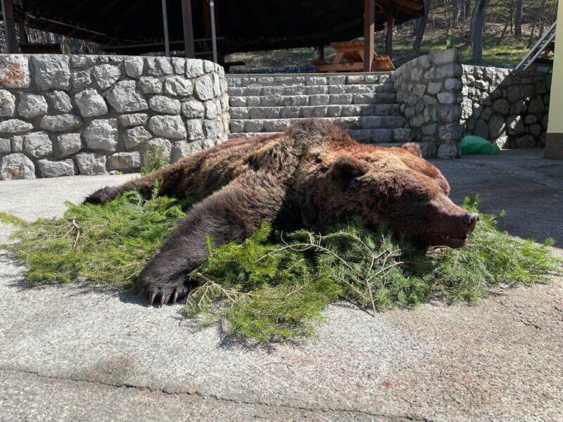 European Brown Bear in Croatia In Private Hunting Reserve - Worldwide ...