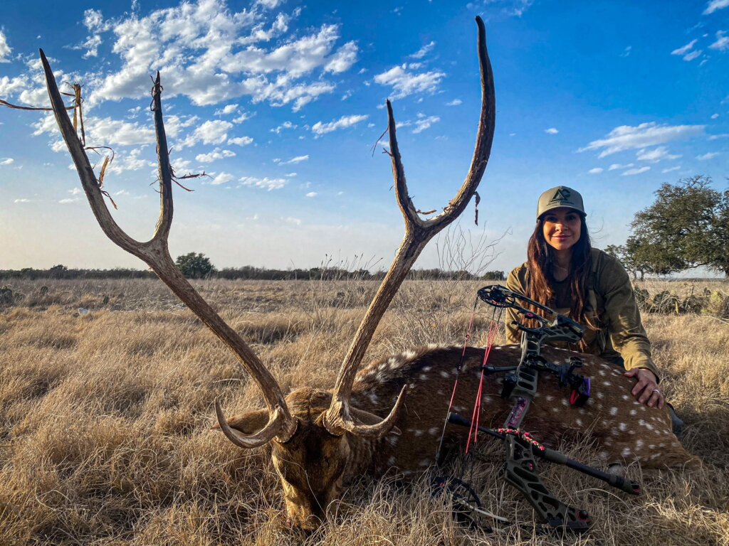 Free Range Axis Deer in Hill Country Texas - Worldwide Trophy Adventures
