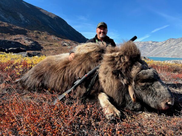 Greenland Muskox & Caribou Hunting - Worldwide Trophy Adventures