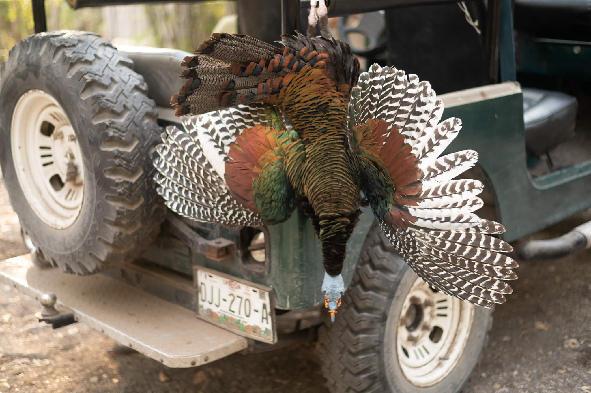 Jungle Adventure – Hunting Ocellated Turkeys in Mexico - Worldwide ...