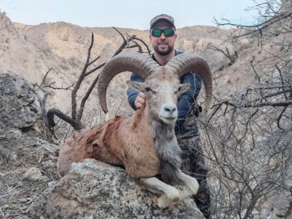 Bukharan Urial & Bukharan Markhor in Tajikistan - Worldwide Trophy ...