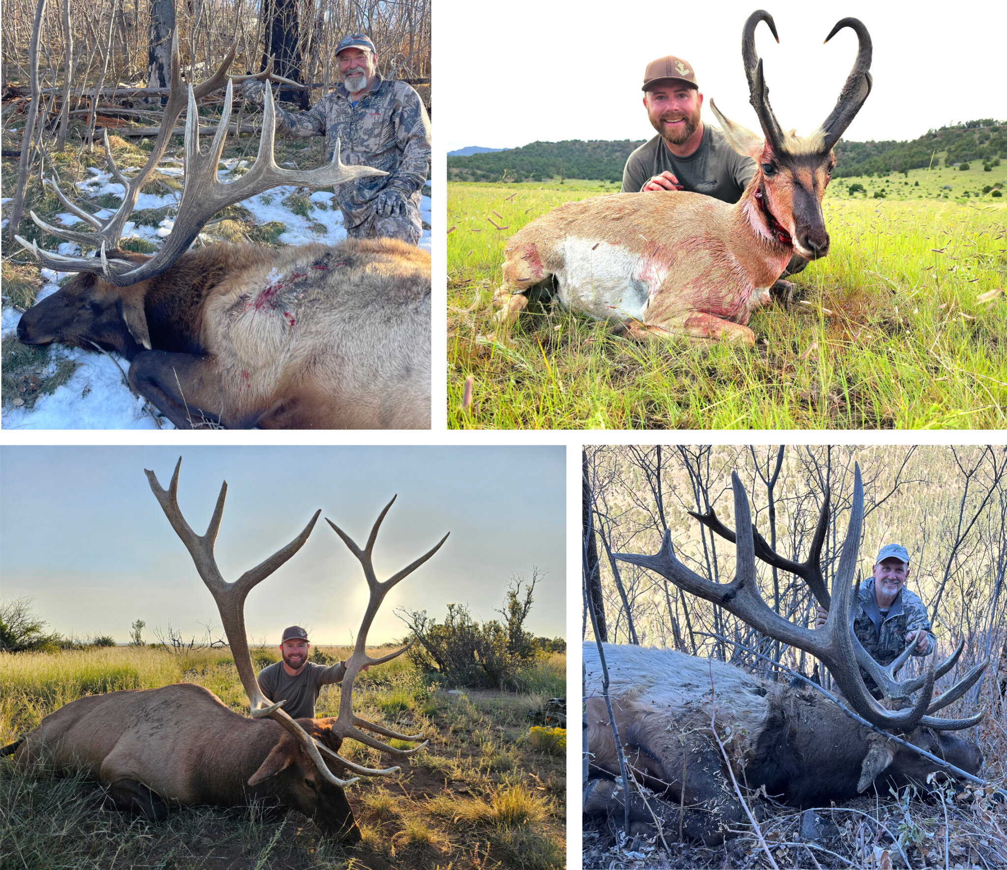 Hunt Arizona Elk and Antelope: Maximize Your Chances with WTA TAGS ...
