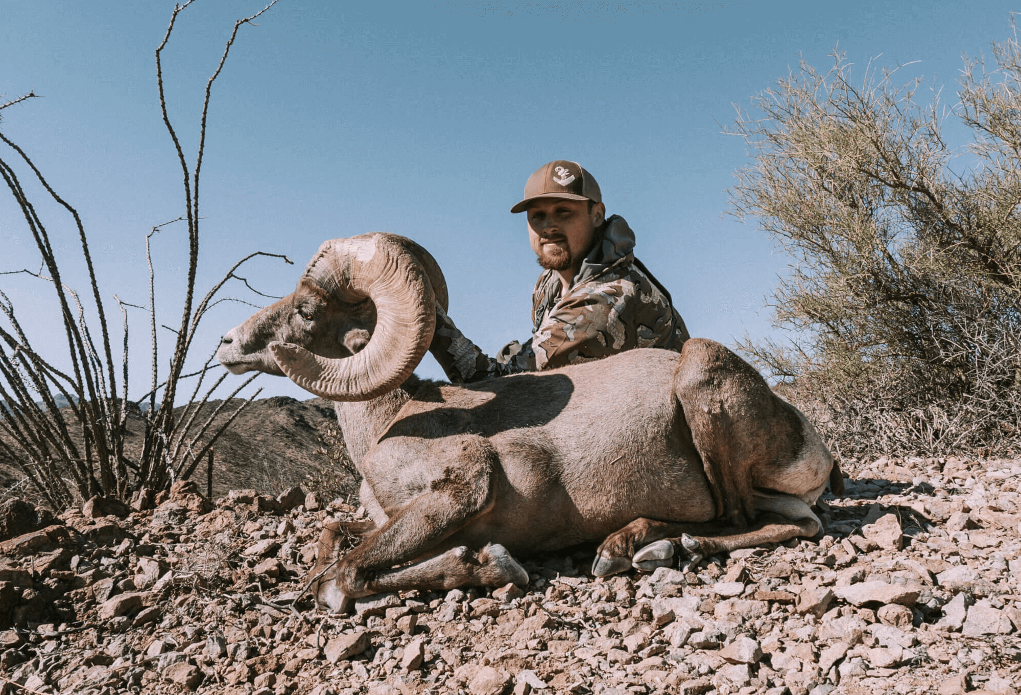 For Big Bucks and Majestic Rams, Apply in Arizona - Worldwide Trophy ...