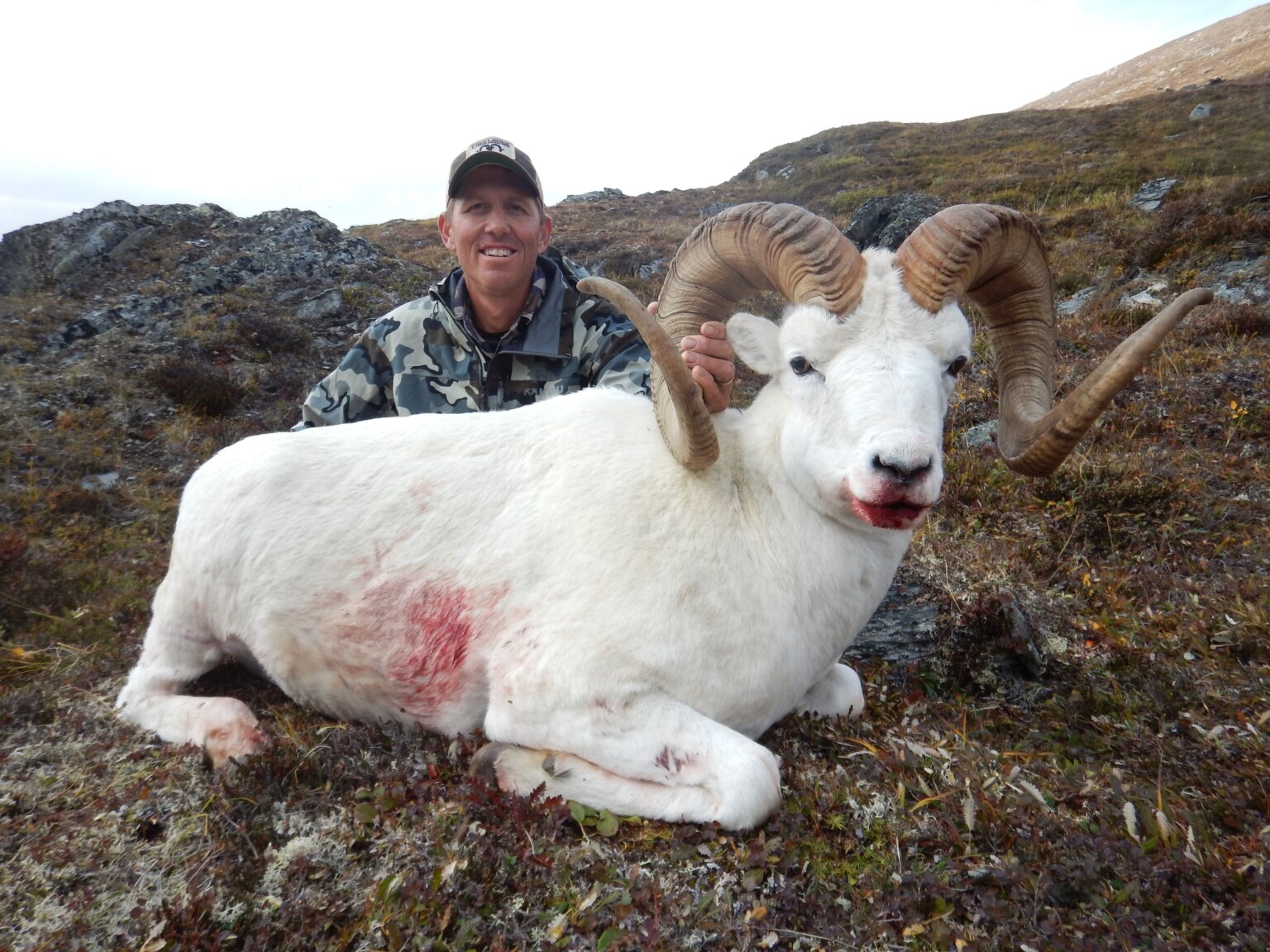 Limited-Entry Alaska Dall Sheep: North America’s Pinnacle Hunt ...