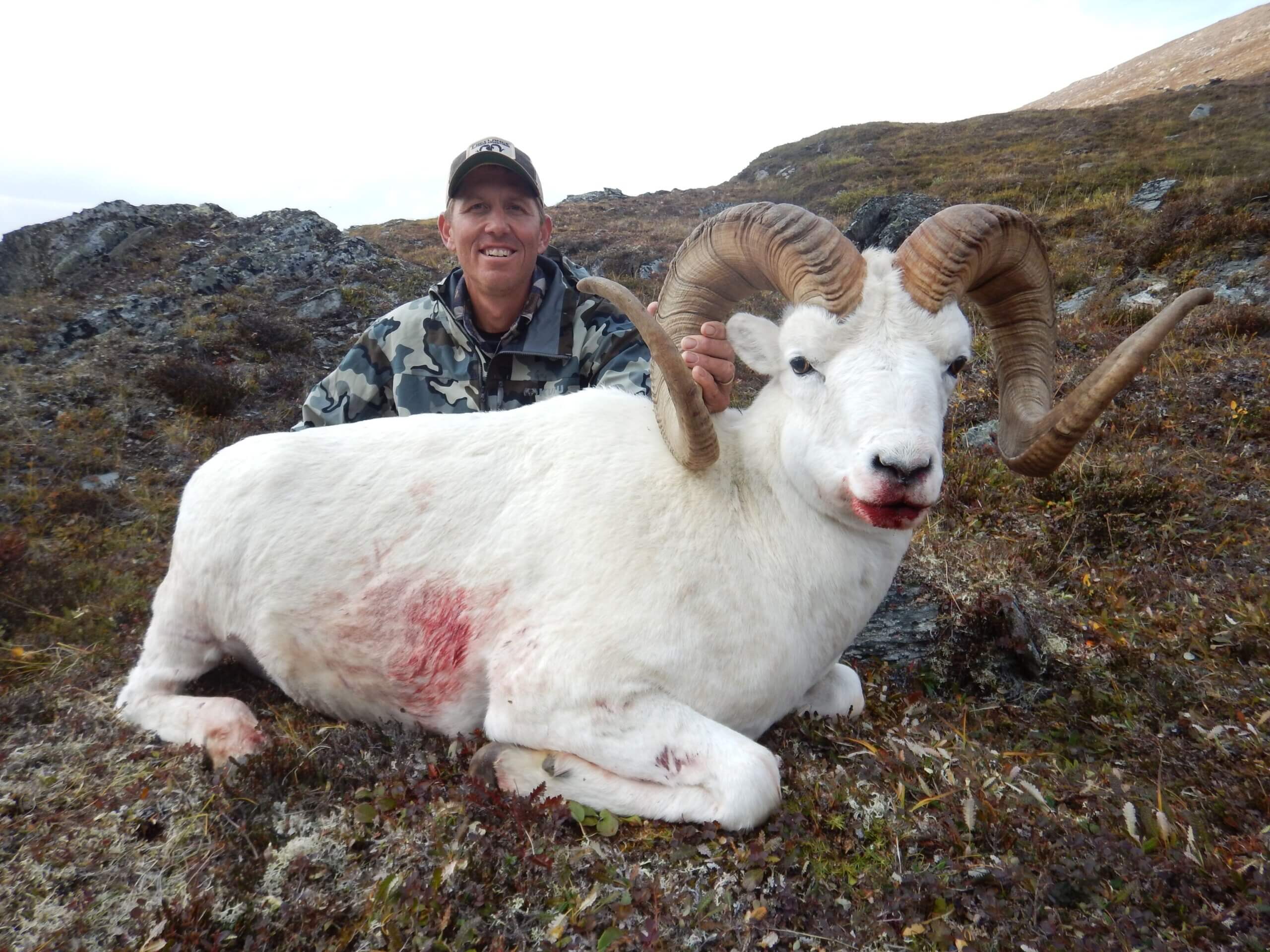 Limited-Entry Alaska Dall Sheep: North America’s Pinnacle Hunt ...