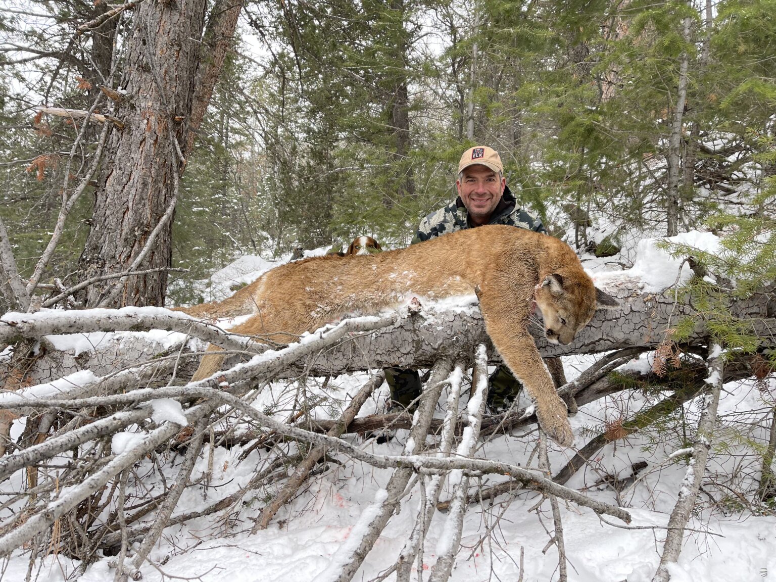 Northeastern Utah Mountain Lion Hunt - Worldwide Trophy Adventures