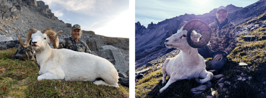 Limited-Entry Alaska Dall Sheep: North America’s Pinnacle Hunt ...