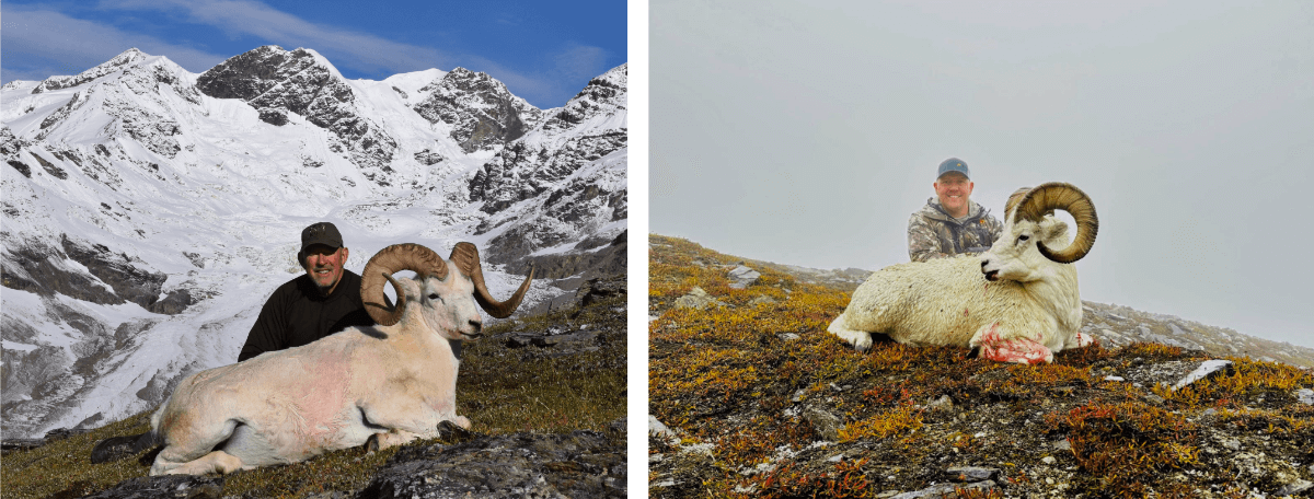 Limited-Entry Alaska Dall Sheep: North America’s Pinnacle Hunt ...