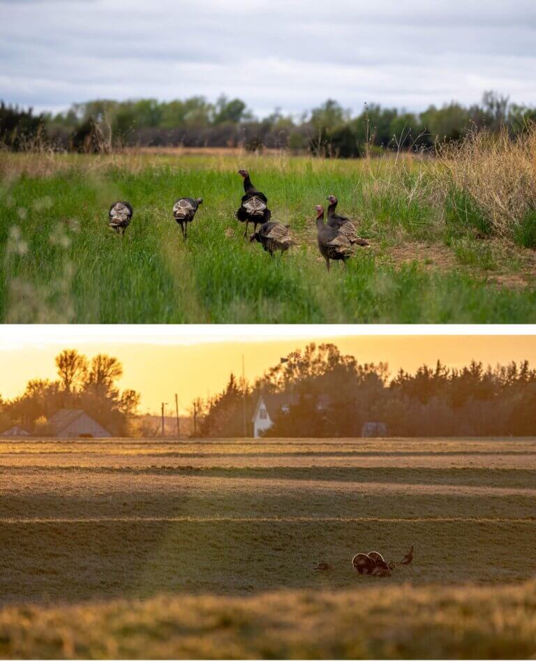 Spring Thunder on the Plains: Kansas Turkey Hunting Made Simple ...