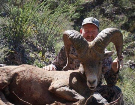 Sonora Mexico Trophy Desert Sheep Hunting