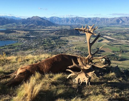 New Zealand – Land of the giant red deer