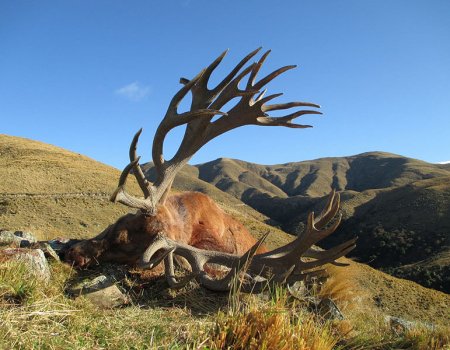 New Zealand – Land of the giant red deer