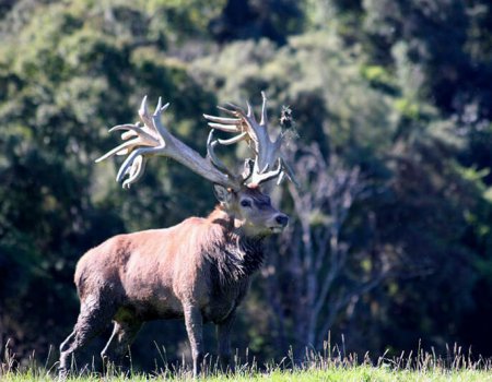 New Zealand – Land of the giant red deer