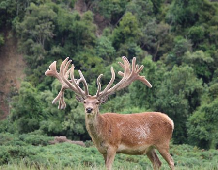 New Zealand – Land of the giant red deer