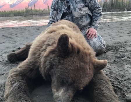 Alaska Spring Color Phase Black Bear