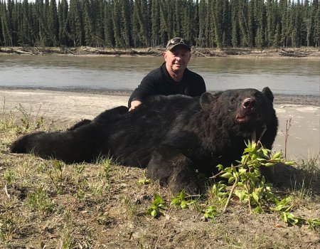 Alaska Spring Color Phase Black Bear