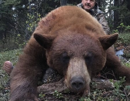 Alaska Spring Color Phase Black Bear