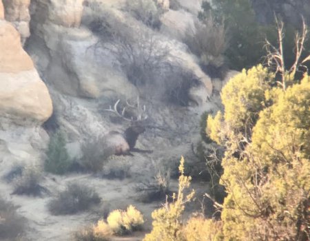 New Mexico Unit 2 Elk Hunt