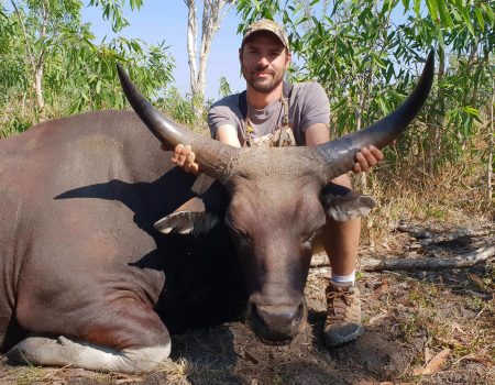Buffalo, water buffalo, Banteng, Australia
