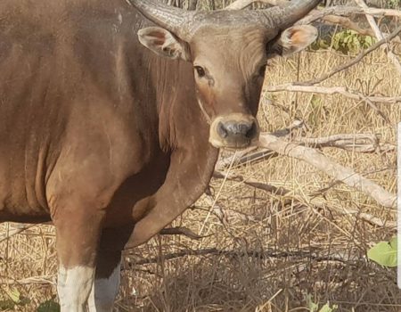 Buffalo, water buffalo, Banteng, Australia