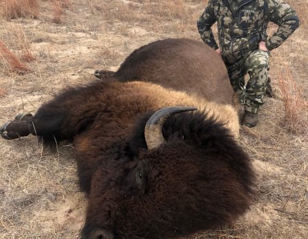 Historic Nebraska Sandhill's Bison Hunt - Worldwide Trophy Adventures