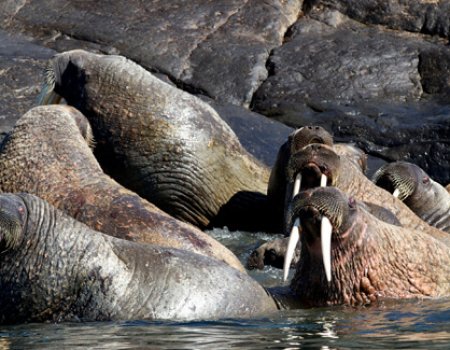 Nunavut, Canada Walrus Hunt