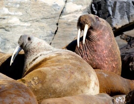 Nunavut, Canada Walrus Hunt
