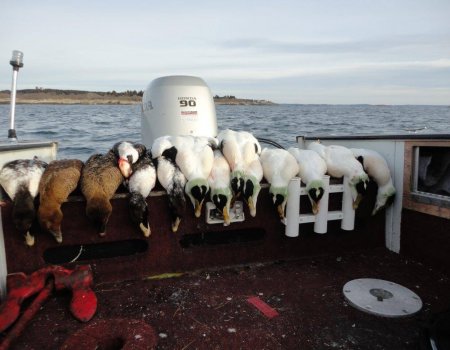 Maine Trophy Sea Duck Hunting
