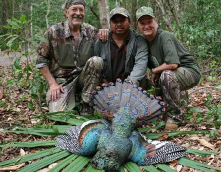 Ocellated Turkey Hunting Outfitter